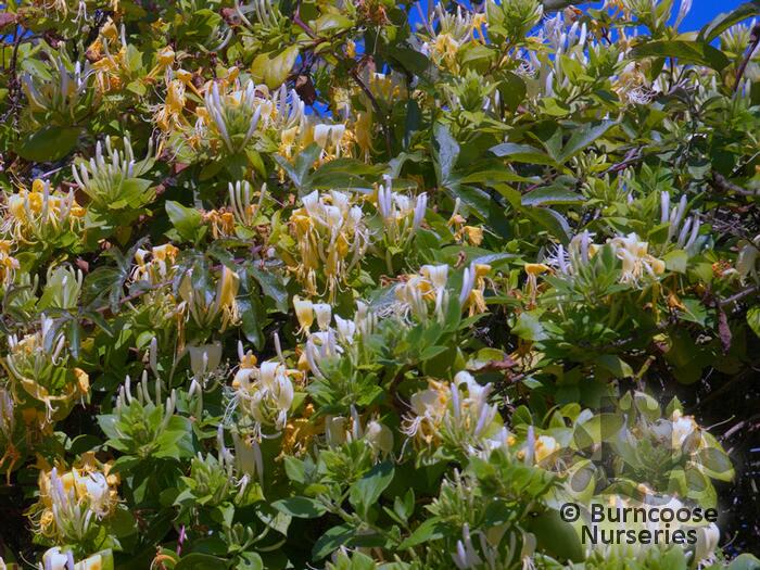 Lonicera Japonica 'Halliana' from Burncoose Nurseries