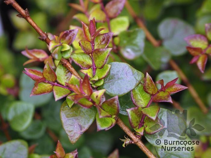 Lonicera Nitida 'Red Tips' from Burncoose Nurseries SHRUBBY HONEYSUCKLES