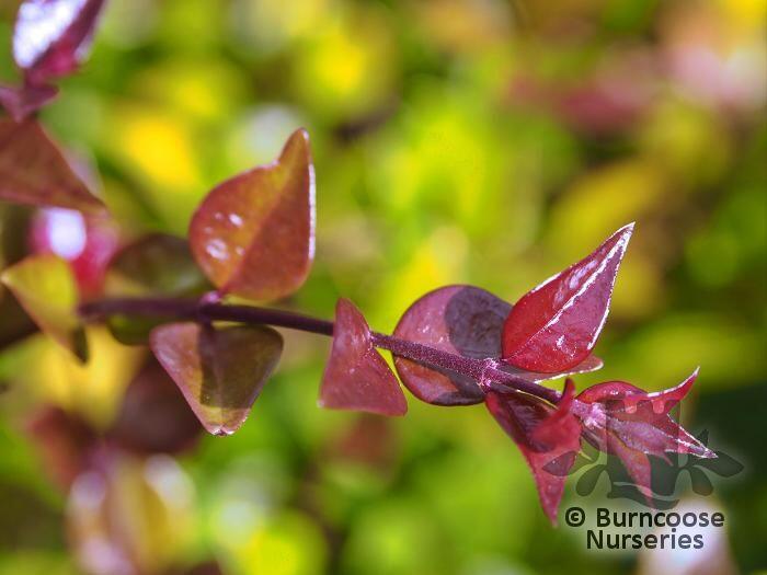 Lonicera Nitida 'Red Tips' from Burncoose Nurseries SHRUBBY HONEYSUCKLES