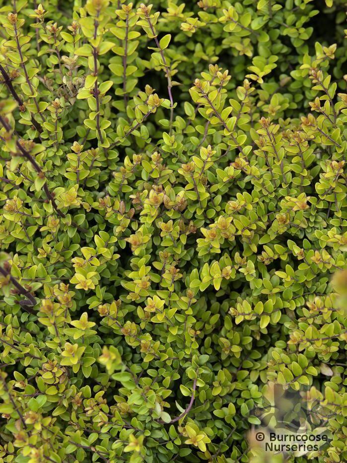 Lonicera Nitida 'Baggesen'S Gold' from Burncoose Nurseries SHRUBBY ...