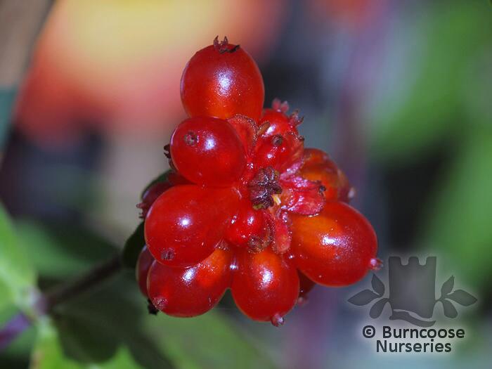 Lonicera Periclymenum 'Graham Thomas' from Burncoose Nurseries CLIMBING ...