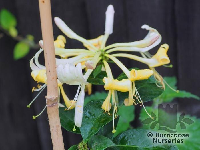 Lonicera Periclymenum 'Graham Thomas' from Burncoose Nurseries CLIMBING ...