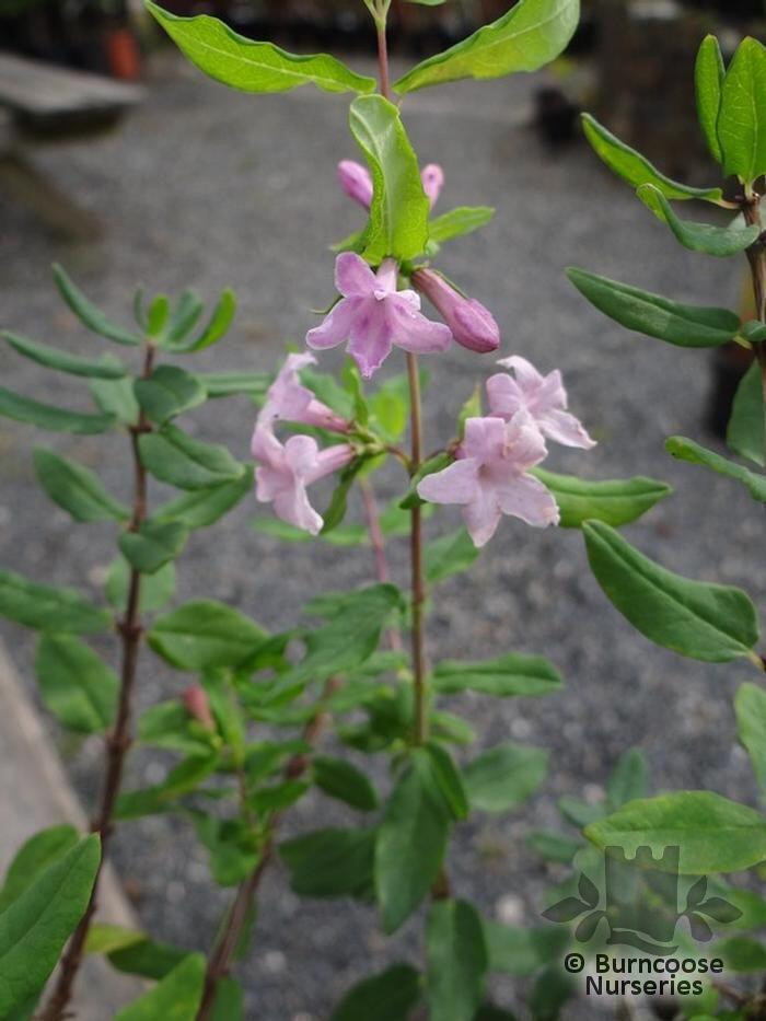 Lonicera Syringantha from Burncoose Nurseries SHRUBBY HONEYSUCKLES