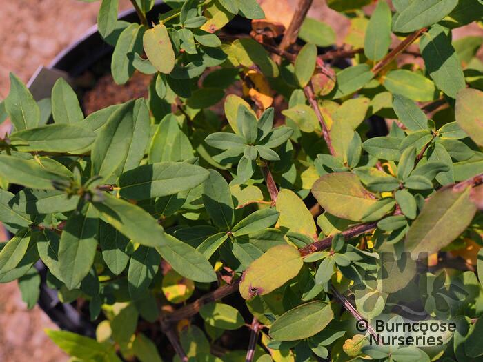 Lonicera Syringantha from Burncoose Nurseries