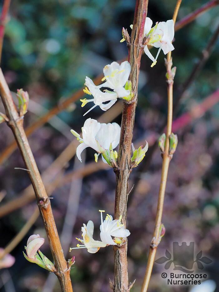 Lonicera X Purpusii 'Winter Beauty' from Burncoose Nurseries SHRUBBY ...