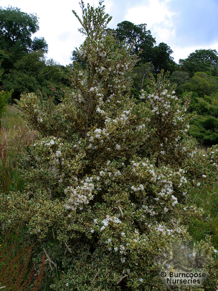 Luma Apiculata 'Glanleam Gold' from Burncoose Nurseries