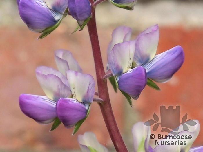 Lupinus Arboreus Blue Form from Burncoose Nurseries