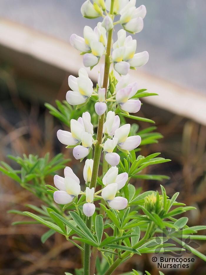 Lupinus from Burncoose Nurseries