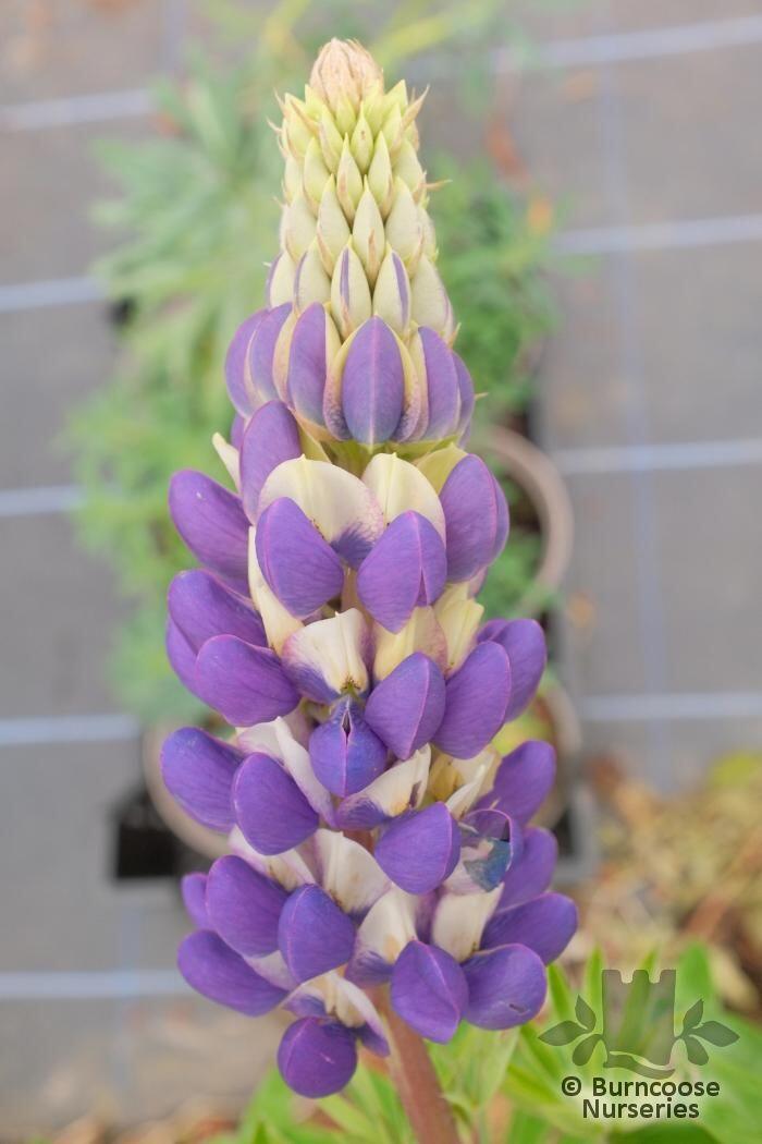 Lupinus Herbaceous 'Blacksmith' from Burncoose Nurseries