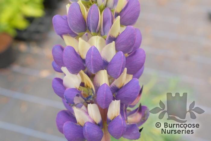 Lupinus Herbaceous 'Blacksmith' from Burncoose Nurseries