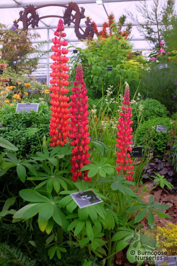 Lupinus Herbaceous 'The Pages' from Burncoose Nurseries