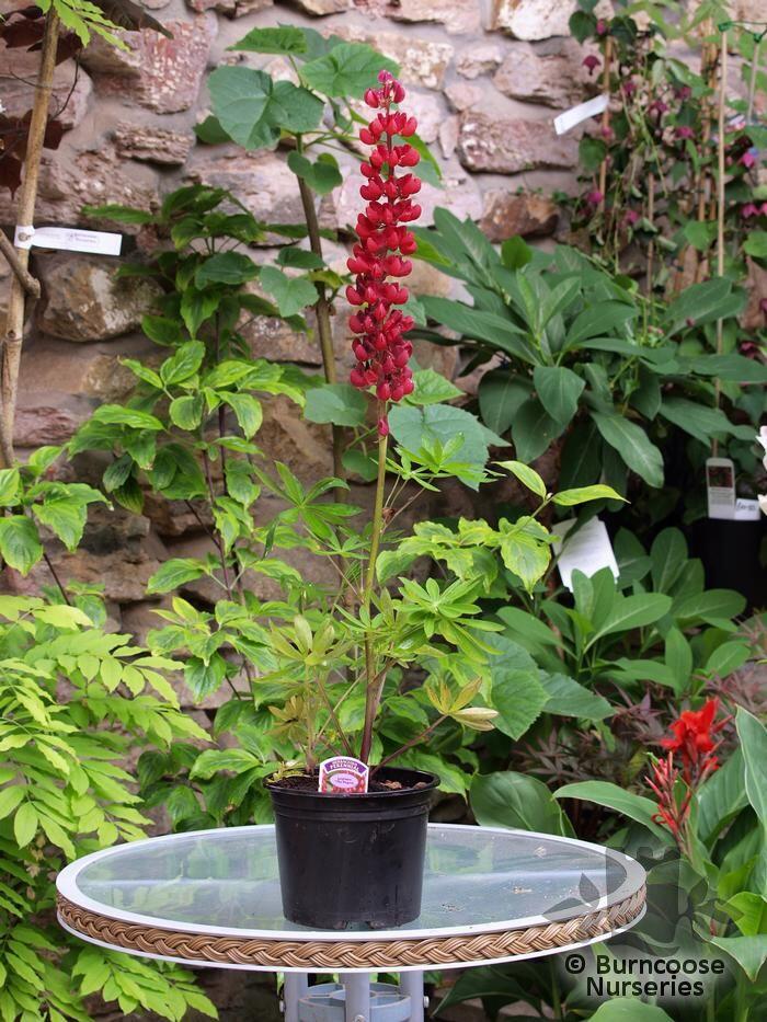 Lupinus Herbaceous 'The Pages' from Burncoose Nurseries
