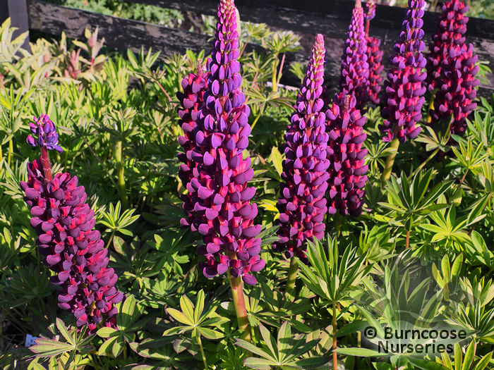Lupinus Herbaceous 'Masterpiece' from Burncoose Nurseries