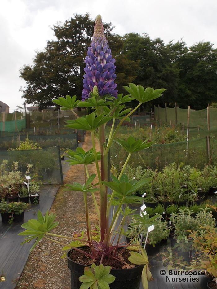 Lupinus Herbaceous 'Persian Slipper' from Burncoose Nurseries