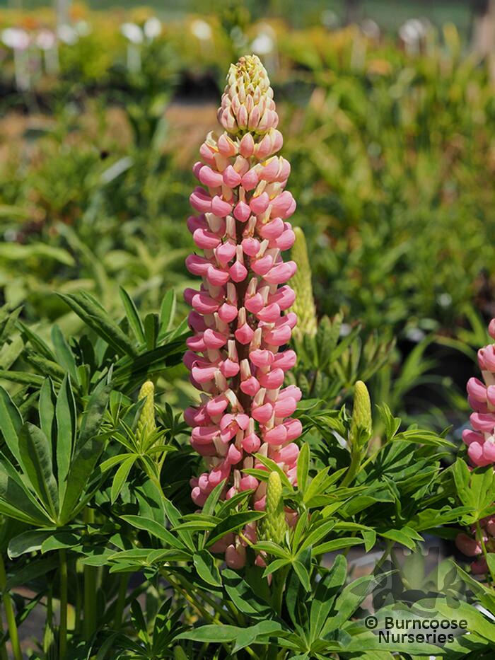Lupinus Herbaceous 'The Chatelaine' from Burncoose Nurseries