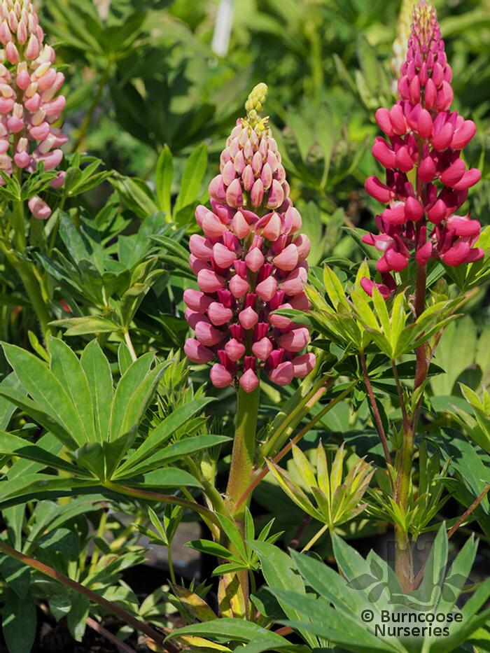 Lupinus Herbaceous 'The Chatelaine' from Burncoose Nurseries
