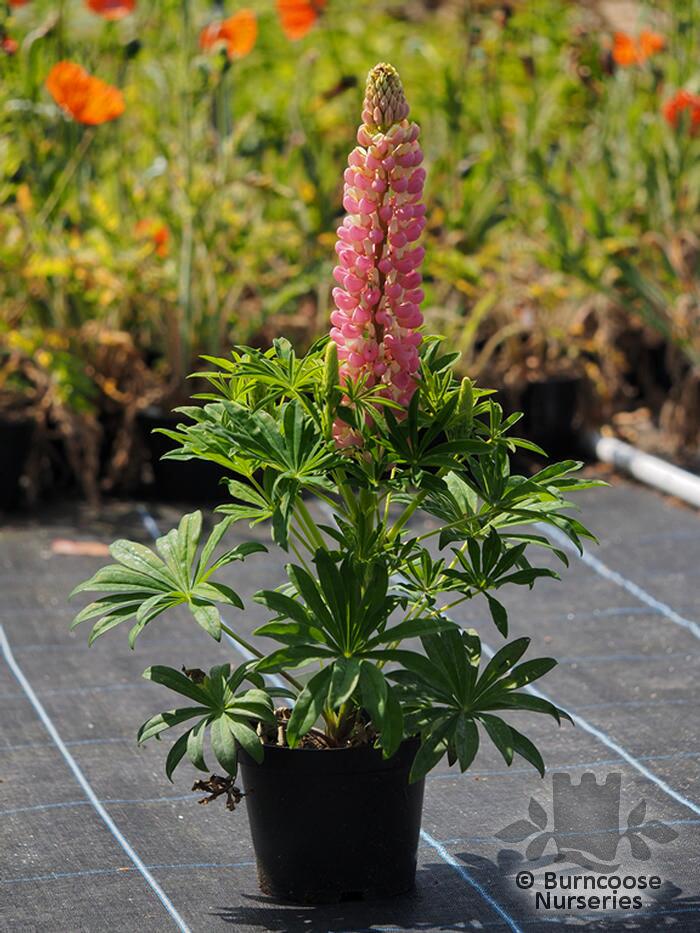 Lupinus Herbaceous 'The Chatelaine' from Burncoose Nurseries