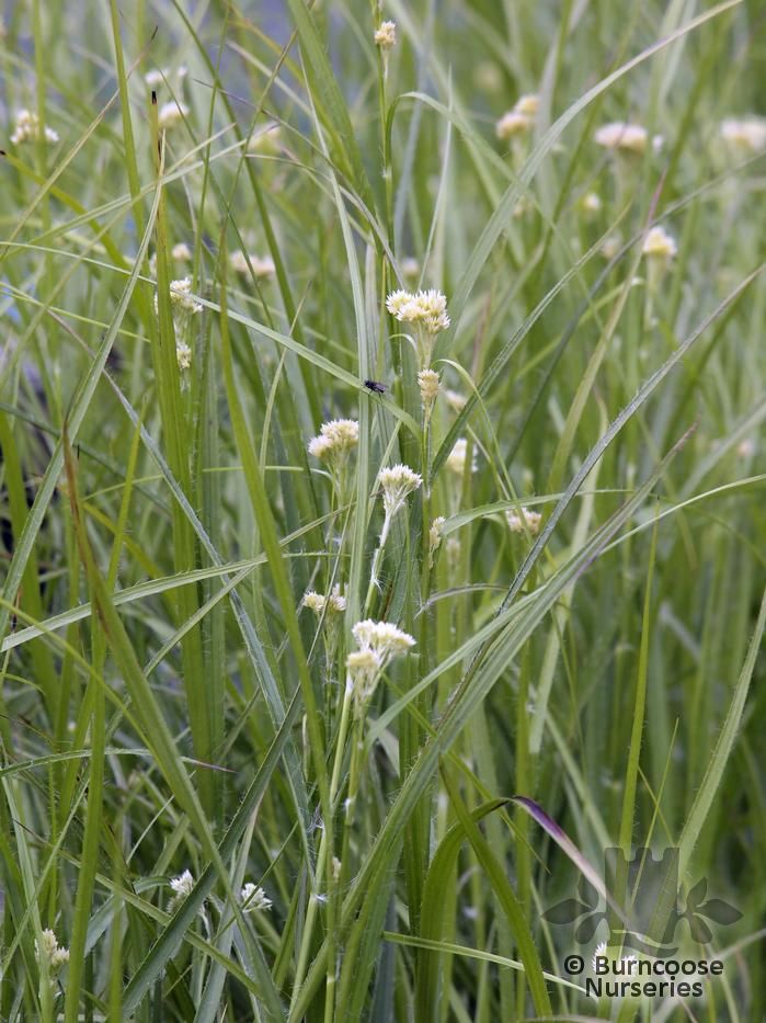 Luzula Nivea from Burncoose Nurseries