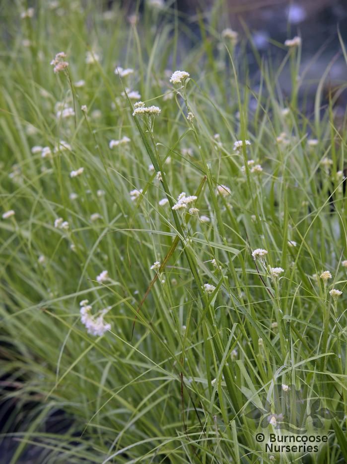 Luzula Nivea from Burncoose Nurseries