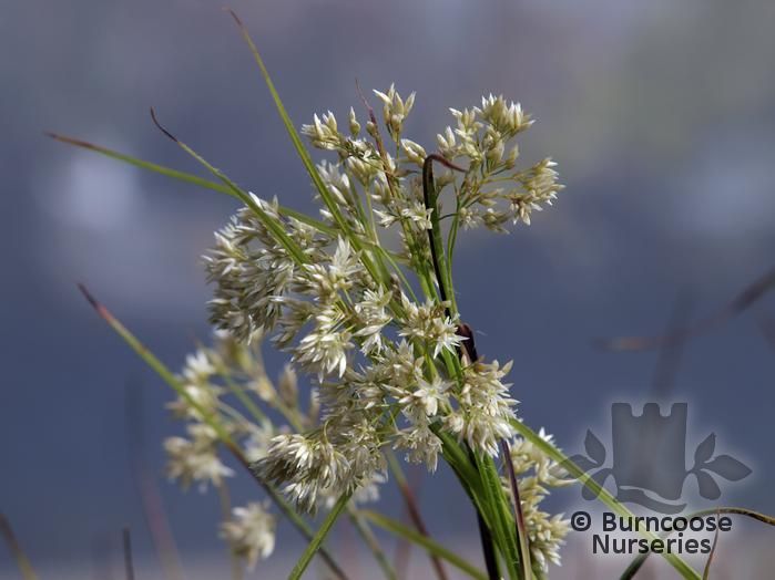 Luzula Nivea from Burncoose Nurseries
