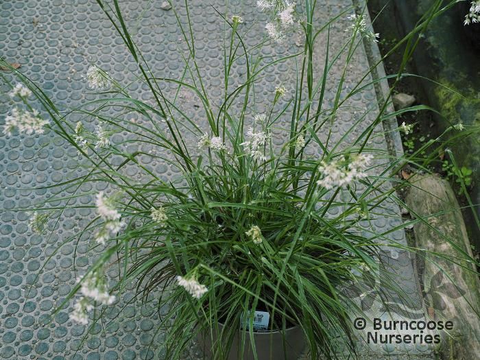 Luzula Nivea from Burncoose Nurseries