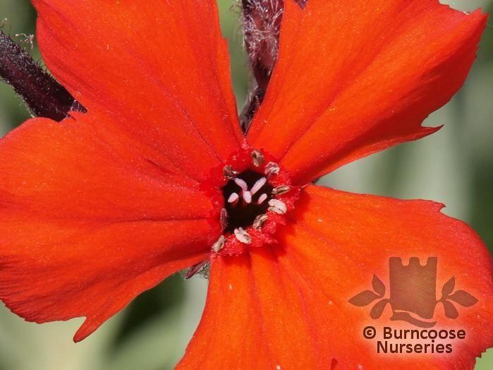 Lychnis Arkwrightii 'Vesuvius' from Burncoose Nurseries