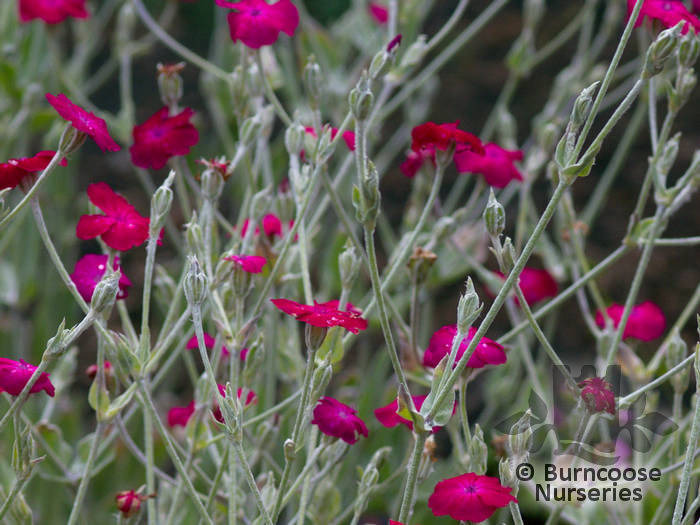 Lychnis Coronaria from Burncoose Nurseries