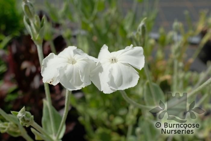 Lychnis Coronaria 'Alba' from Burncoose Nurseries