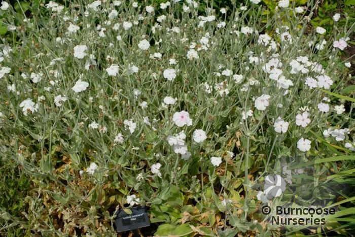 Lychnis Coronaria 'Alba' from Burncoose Nurseries