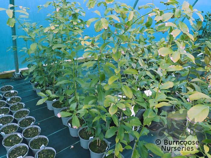 Machilus Yunnanensis from Burncoose Nurseries