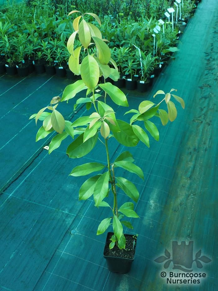 Machilus Yunnanensis from Burncoose Nurseries