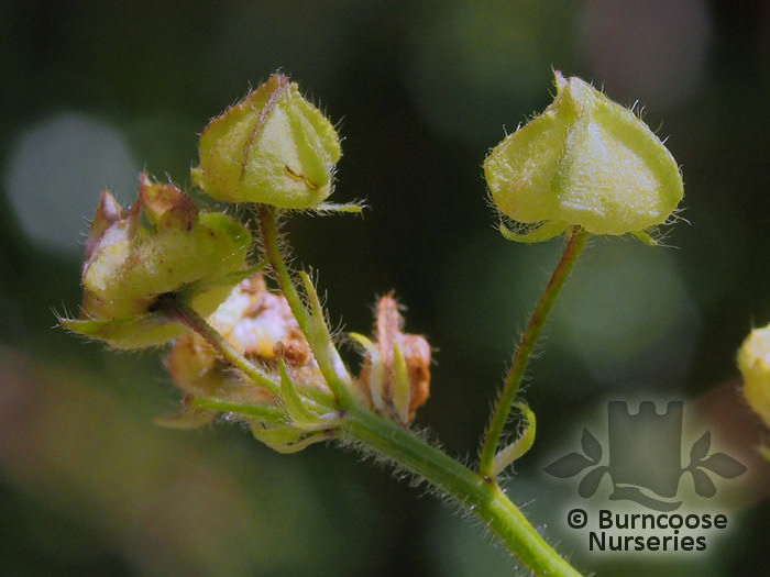Macleaya Microcarpa 'Kelways Coral Plume' from Burncoose Nurseries