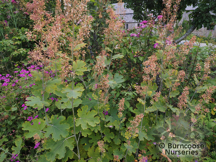 Macleaya Microcarpa 'Kelways Coral Plume' from Burncoose Nurseries