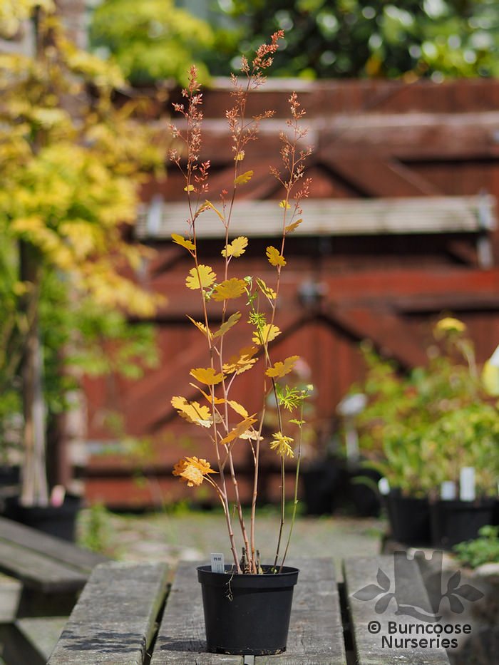 Macleaya Microcarpa 'Kelways Coral Plume' from Burncoose Nurseries