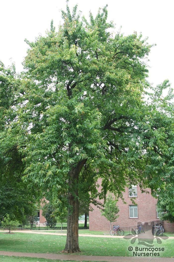 Maclura Pomifera from Burncoose Nurseries