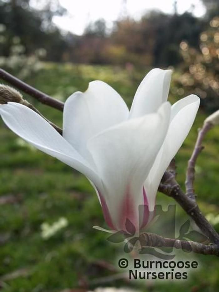 Magnolia Cylindrica from Burncoose Nurseries