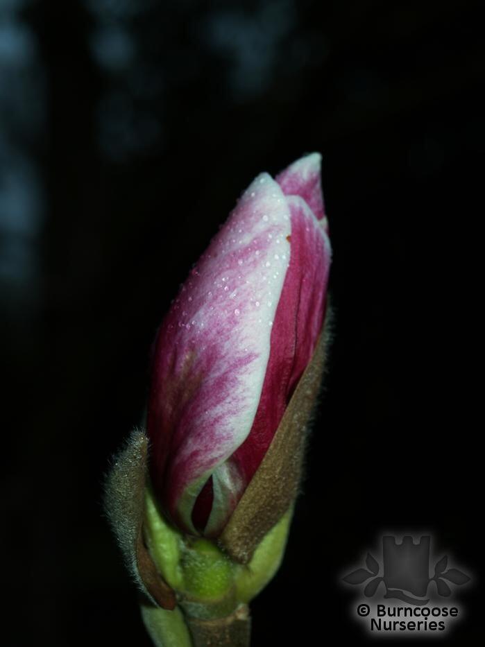 Magnolia 'Pickard'S Ruby' from Burncoose Nurseries