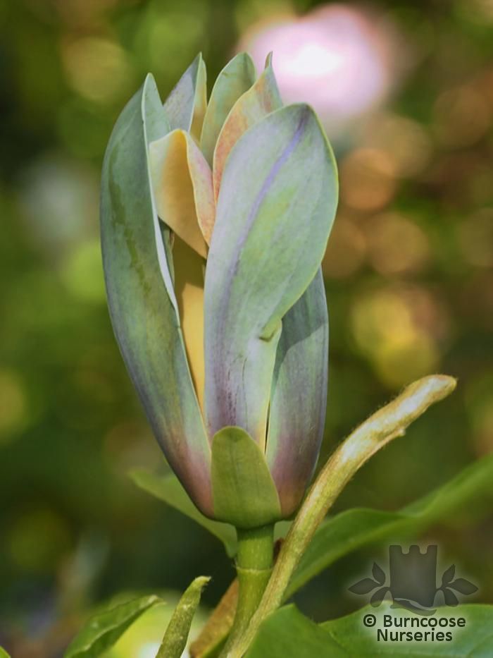 Magnolia Acuminata 'Blue Opal' from Burncoose Nurseries