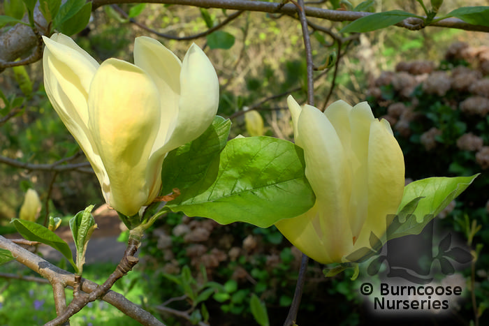 Magnolia 'Limelight' from Burncoose Nurseries