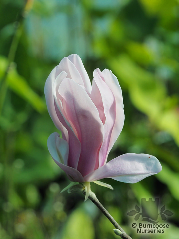 Magnolia X Soulangeana 'Alexandrina' from Burncoose Nurseries