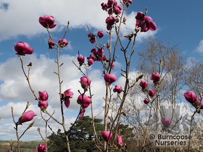 Magnolia 'Anne Leitner' from Burncoose Nurseries