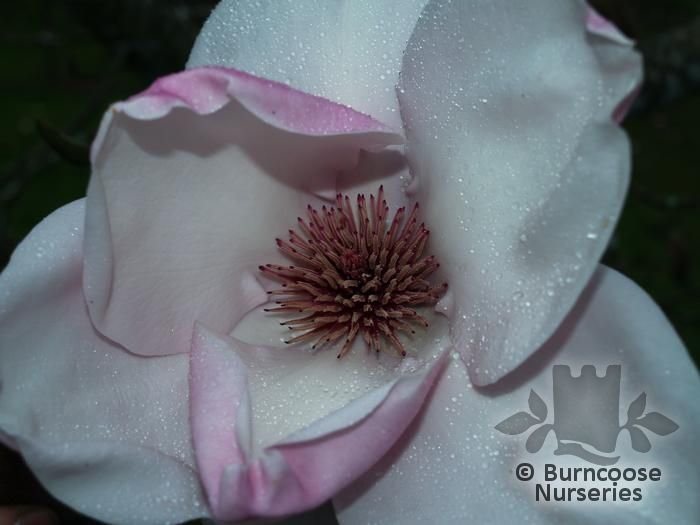 Magnolia 'Atlas' from Burncoose Nurseries