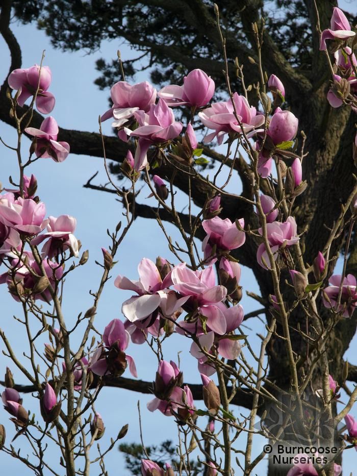 Magnolia 'Atlas' from Burncoose Nurseries