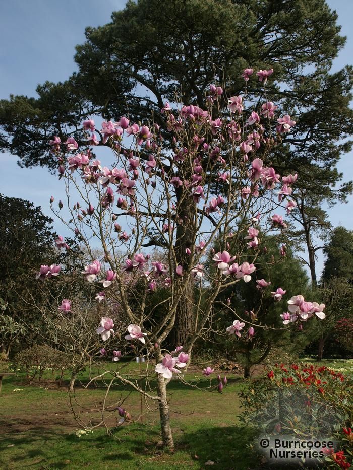 Magnolia 'Atlas' from Burncoose Nurseries