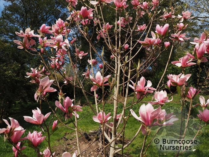 Magnolia 'Blushing Belle' from Burncoose Nurseries