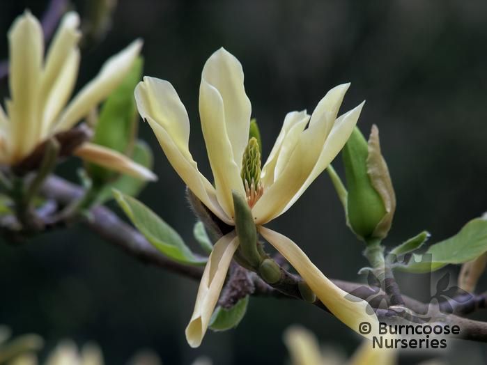 Magnolia 'Butterflies' from Burncoose Nurseries