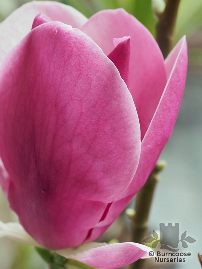 Magnolia 'Cameo' from Burncoose Nurseries