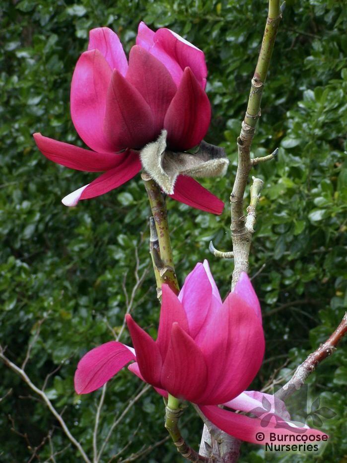 Magnolia Campbellii 'Betty Jessel' from Burncoose Nurseries
