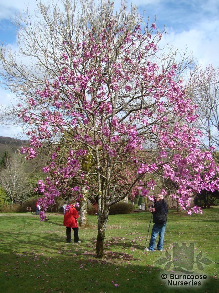 Magnolia Campbellii Subsp. Mollicomata 'Lanarth' from Burncoose Nurseries