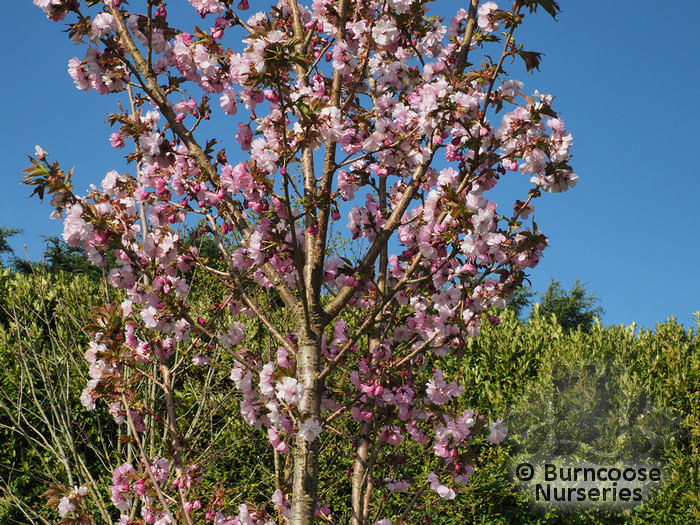 Magnolia Campbellii 'Princess Margaret' from Burncoose Nurseries
